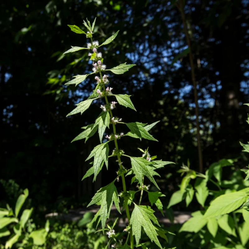 Motherwort (Leonurus cardiaca) – Medicinal Perennial Seeds