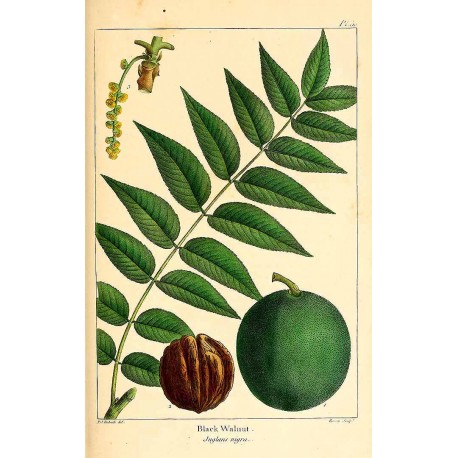 Noyer Écorce 250 gr